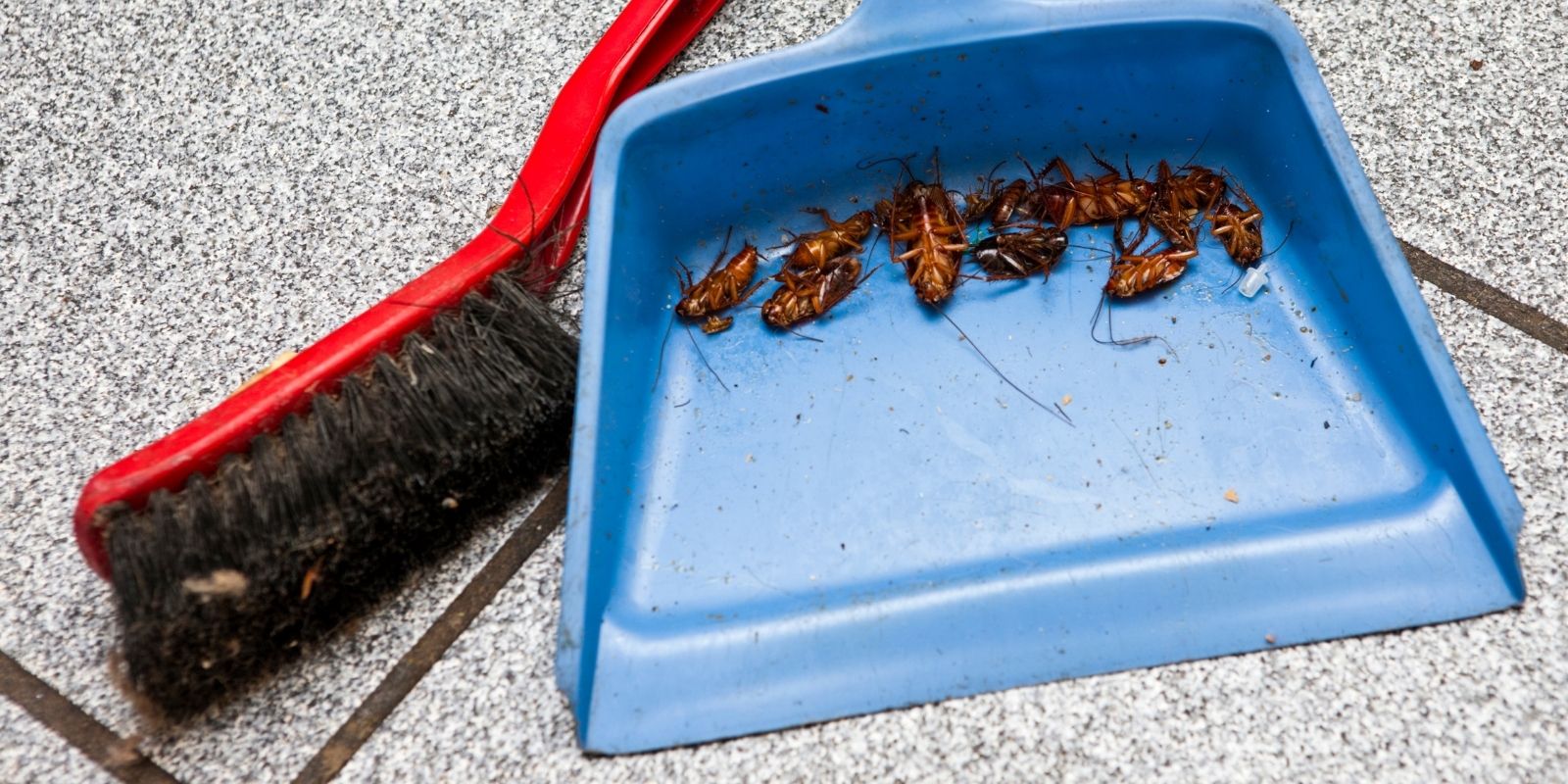 SVE ŠTO TREBA DA ZNATE O (smeđim) BUBAŠVABAMA, POZNATIJIM KAO BUBA ...
